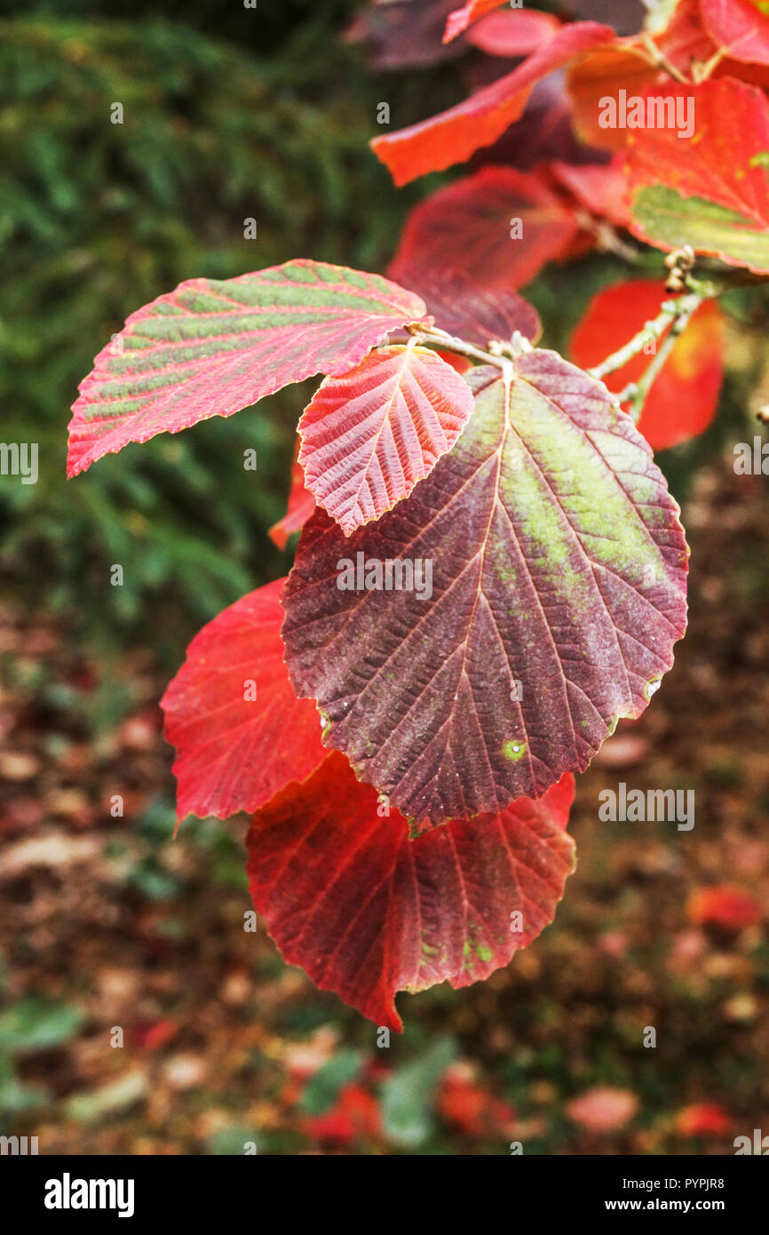 Witch Hazel Autumn Foliage Hamamelis High Resolution Stock Photography ...