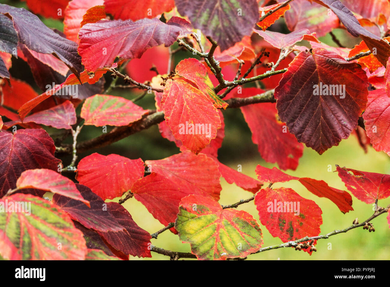 Witch Hazel Autumn Foliage Hamamelis High Resolution Stock Photography ...