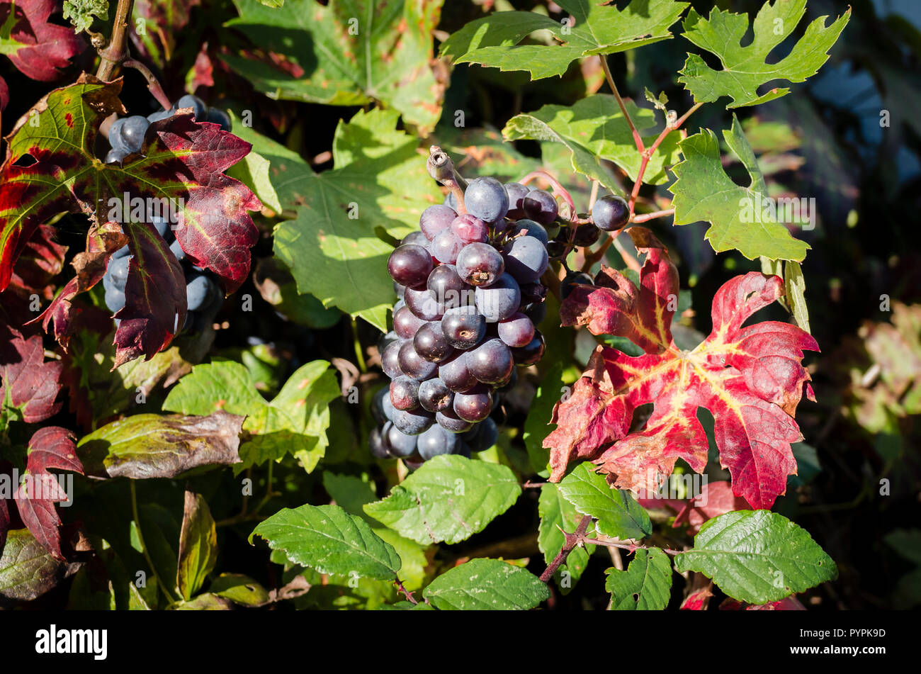 English Grapes High Resolution Stock Photography and Images - Alamy