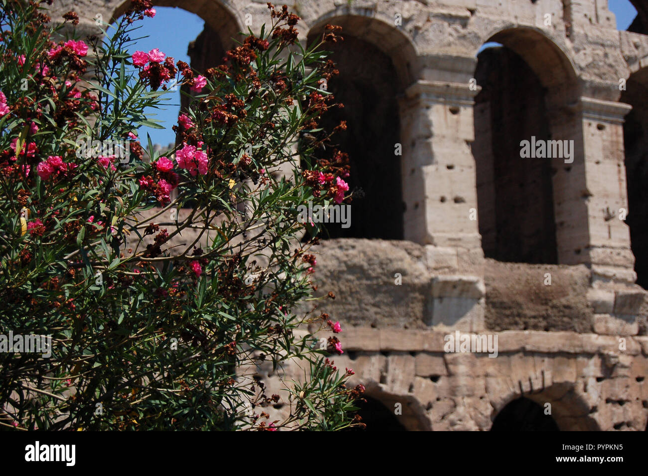 Bright Pink Flowers in front of the] Colosseum in Rome Stock Photo - Alamy