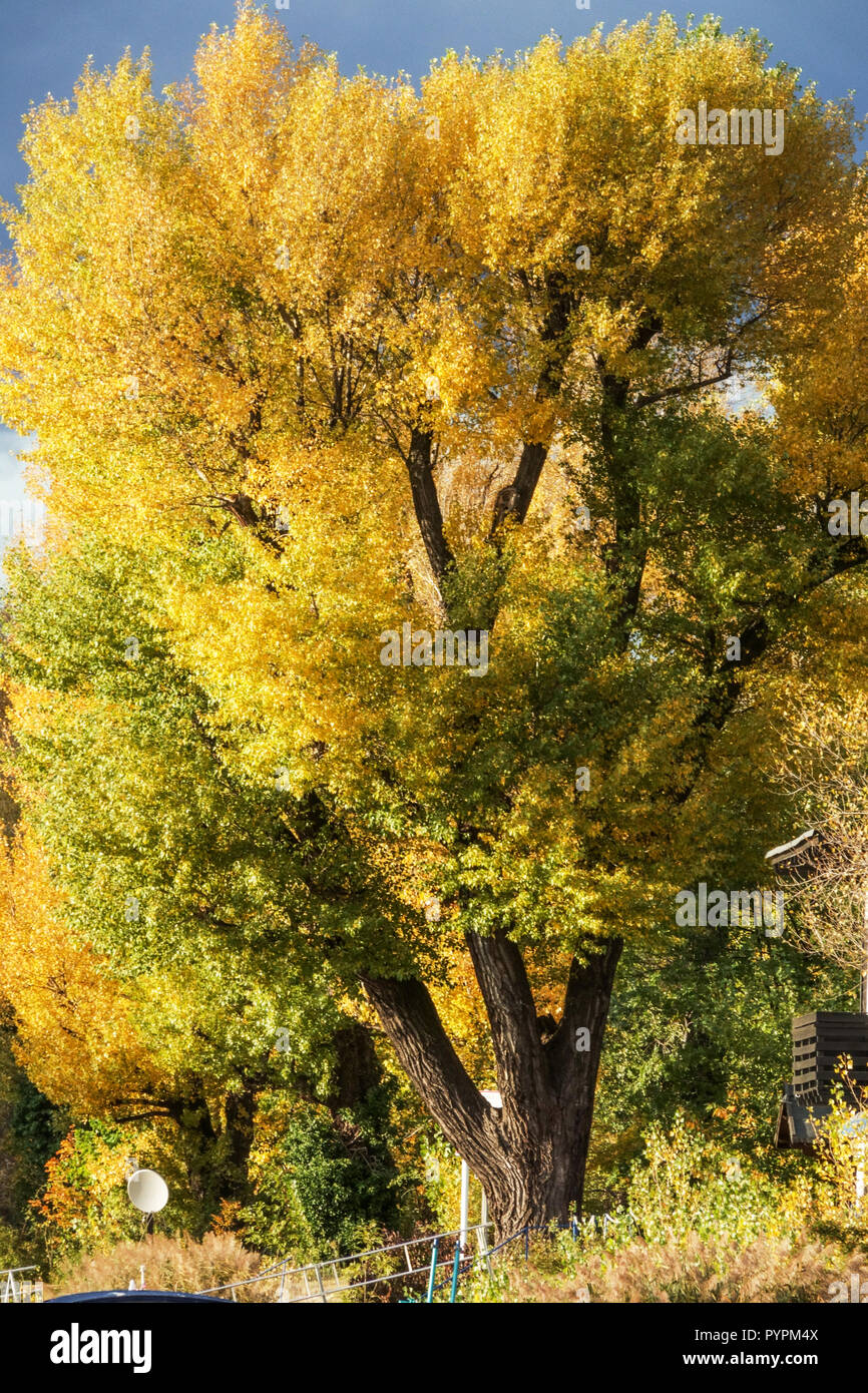 Black Poplar Tree High Resolution Stock Photography and Images - Alamy