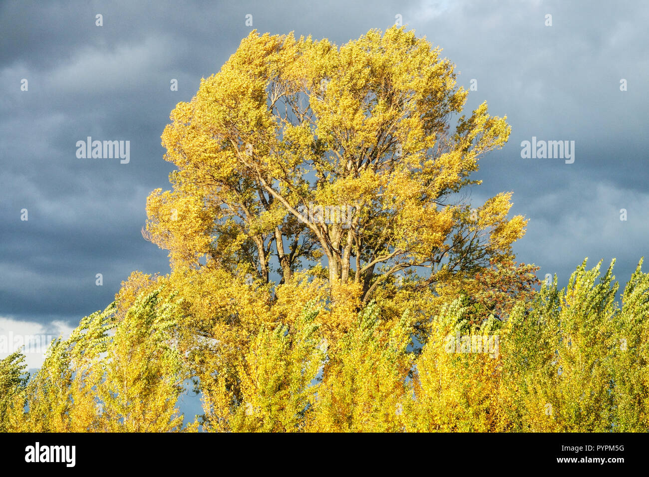 Black Poplar Tree High Resolution Stock Photography and Images - Alamy