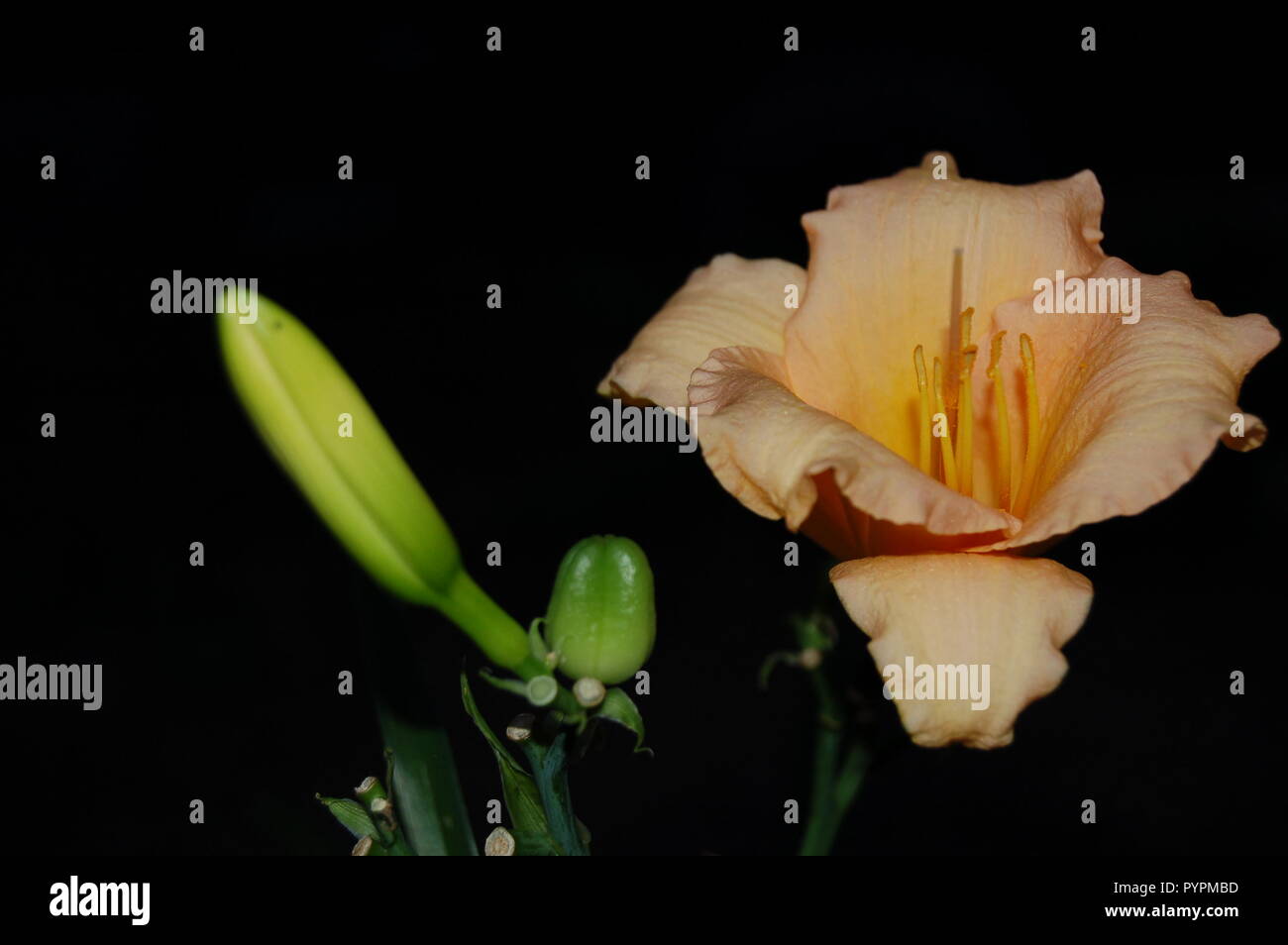 Simple Peach Flower on Dark Background Stock Photo - Alamy