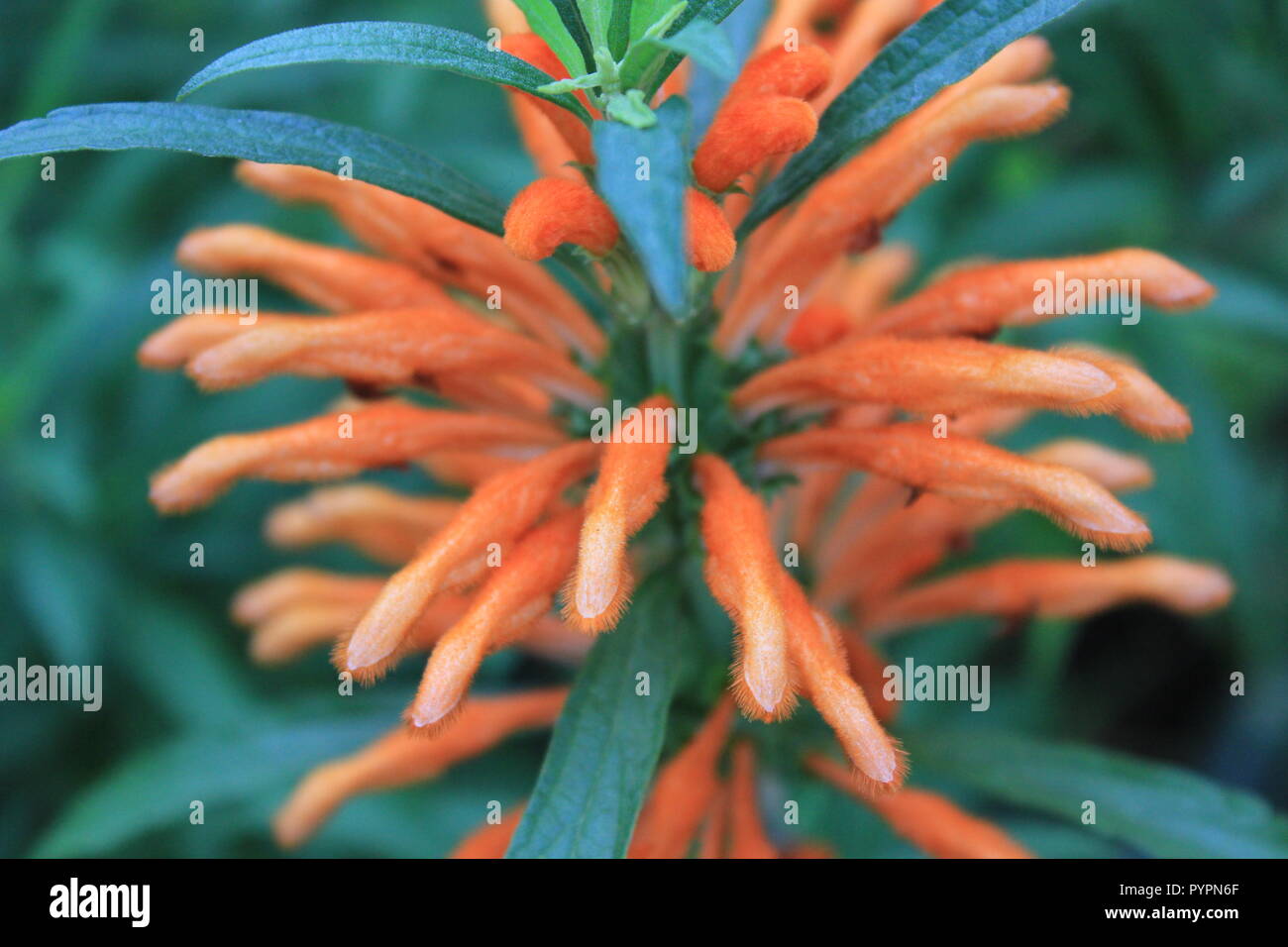Leonotis Leonurus Usa High Resolution Stock Photography and Images - Alamy