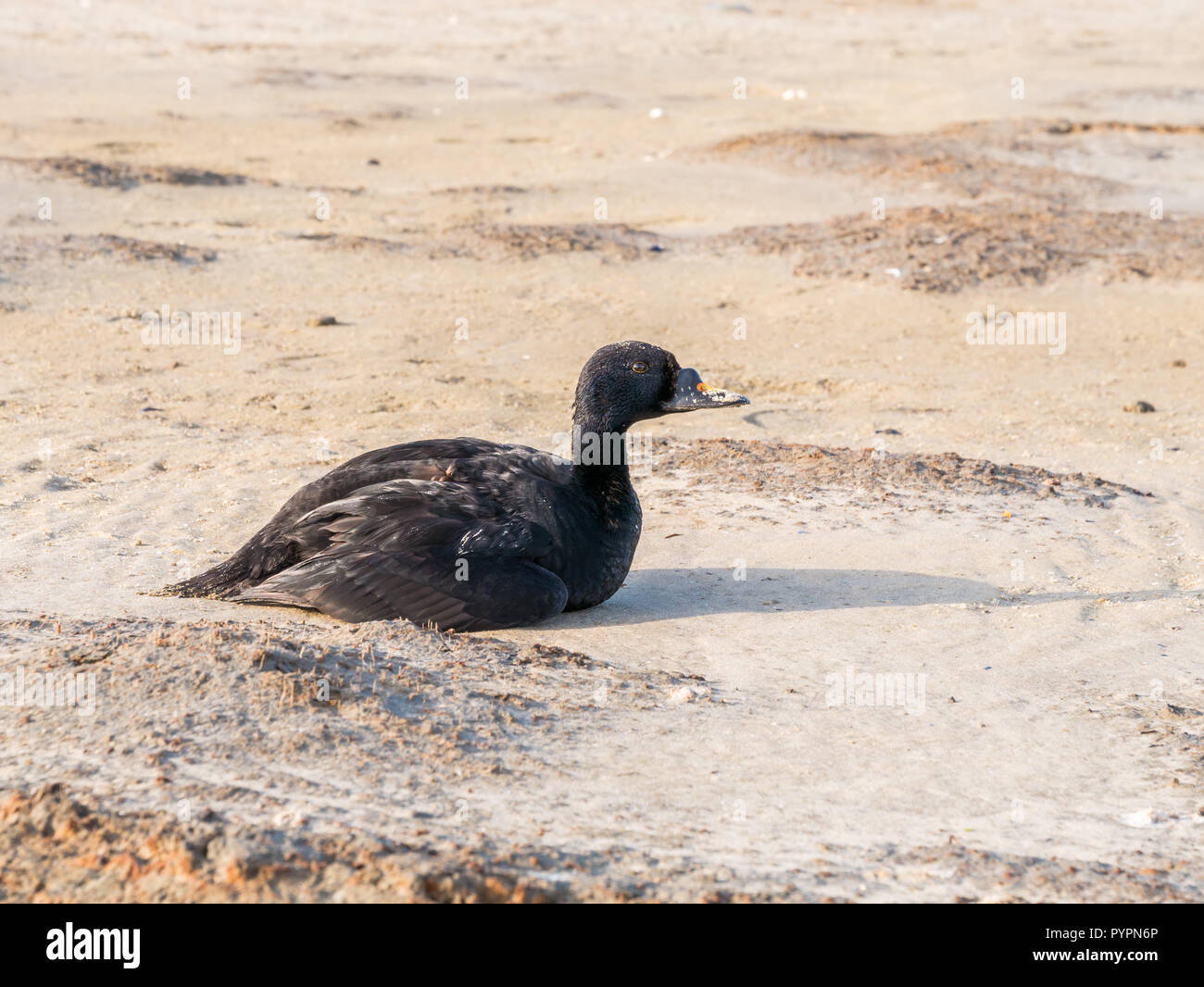 Common scoter hi-res stock photography and images - Alamy