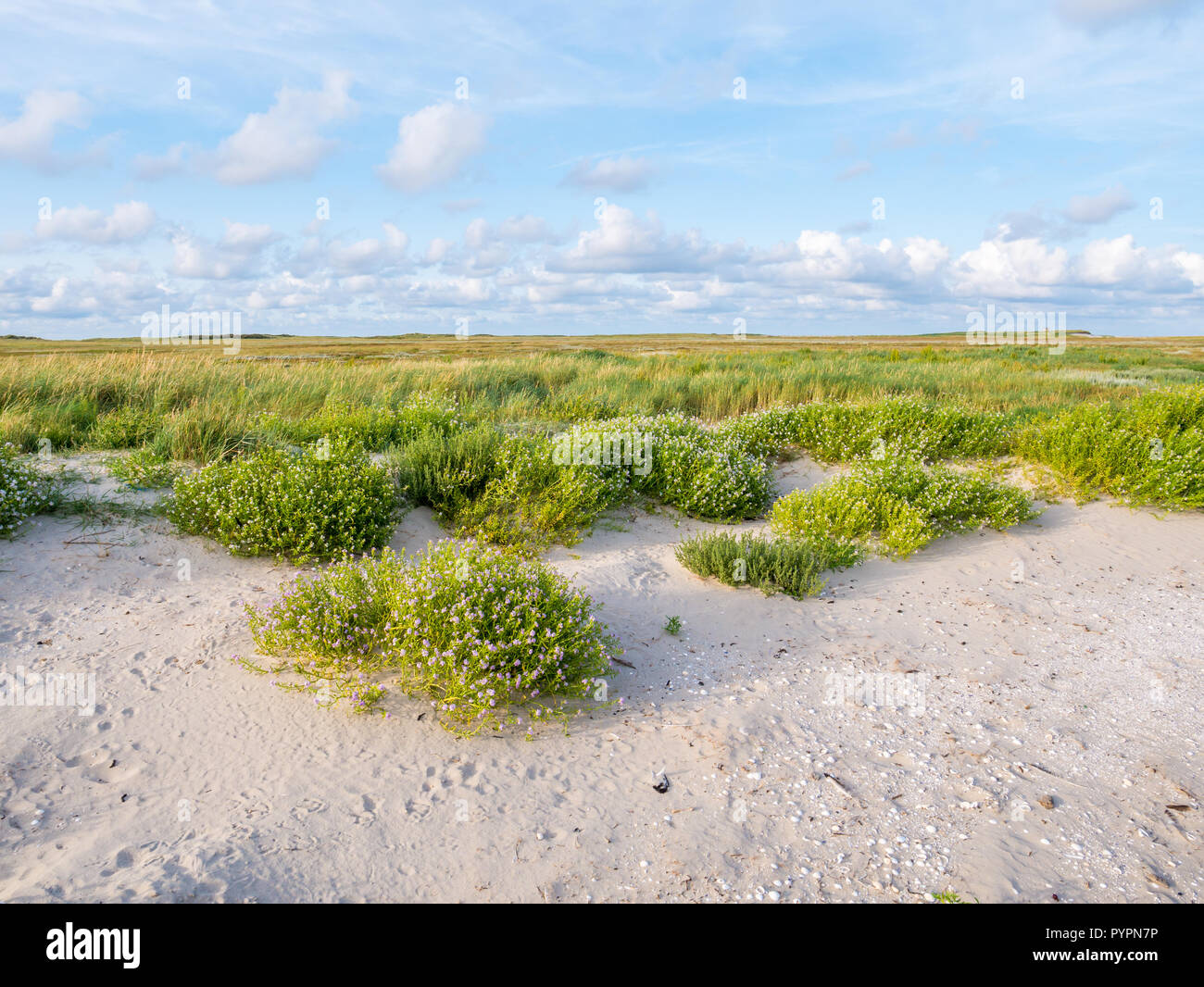 European searocket, Cakile maritima, growing on beach and salt marshes ...