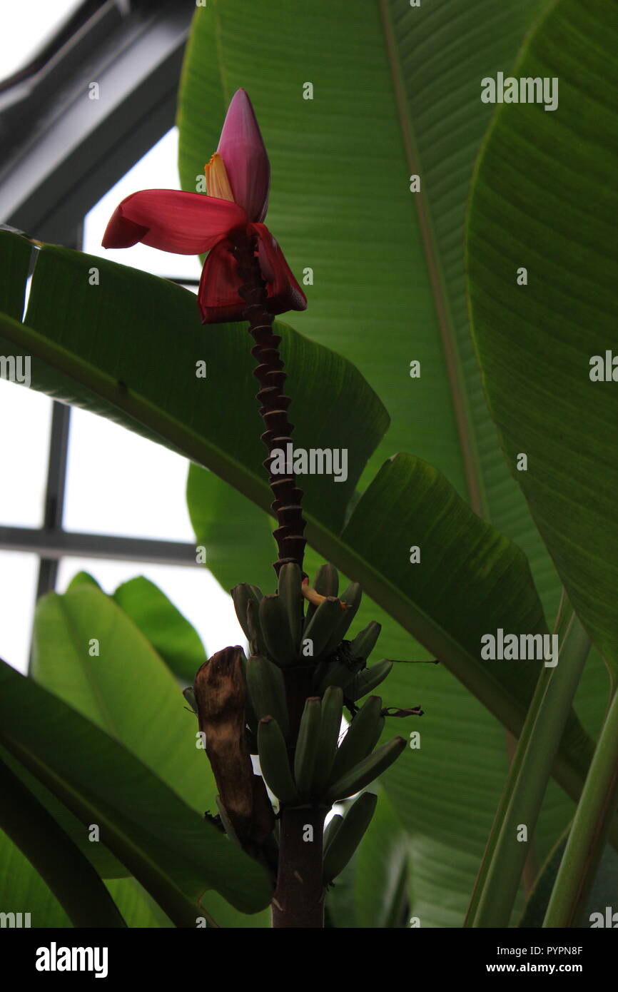 Musa banana tree plant with a deep pink flower, flawless and beautiful ...