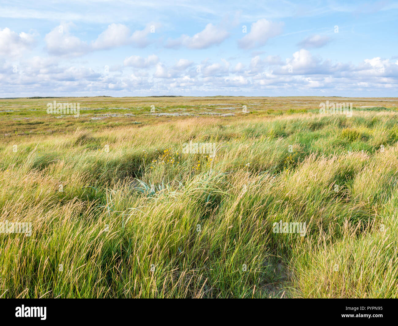 Sand couch grass hi-res stock photography and images - Alamy