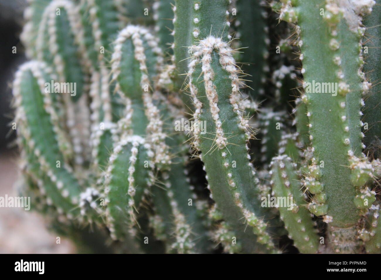 Tall elongated and green euphorbia desert cactus plant and also a ...