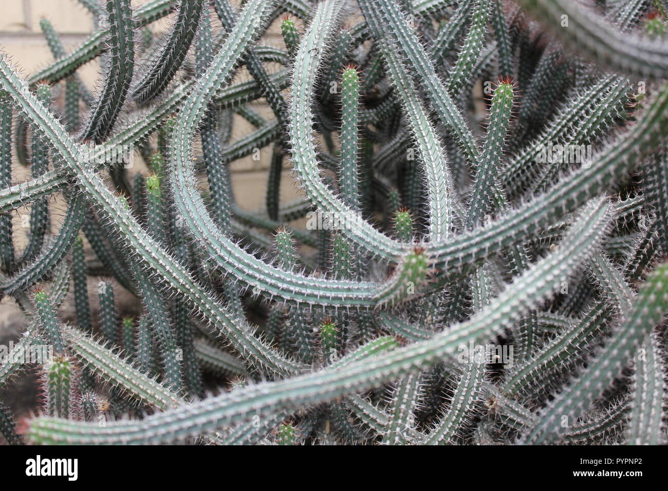 Red spine euphorb cactus plant, Euphorbia baioensis, desert plant ...