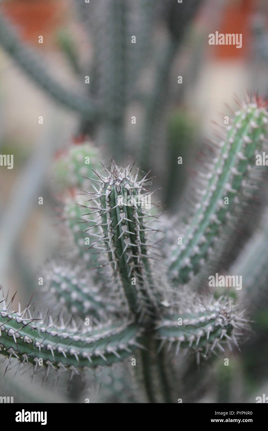 Red spine euphorb cactus plant, Euphorbia baioensis, desert plant ...