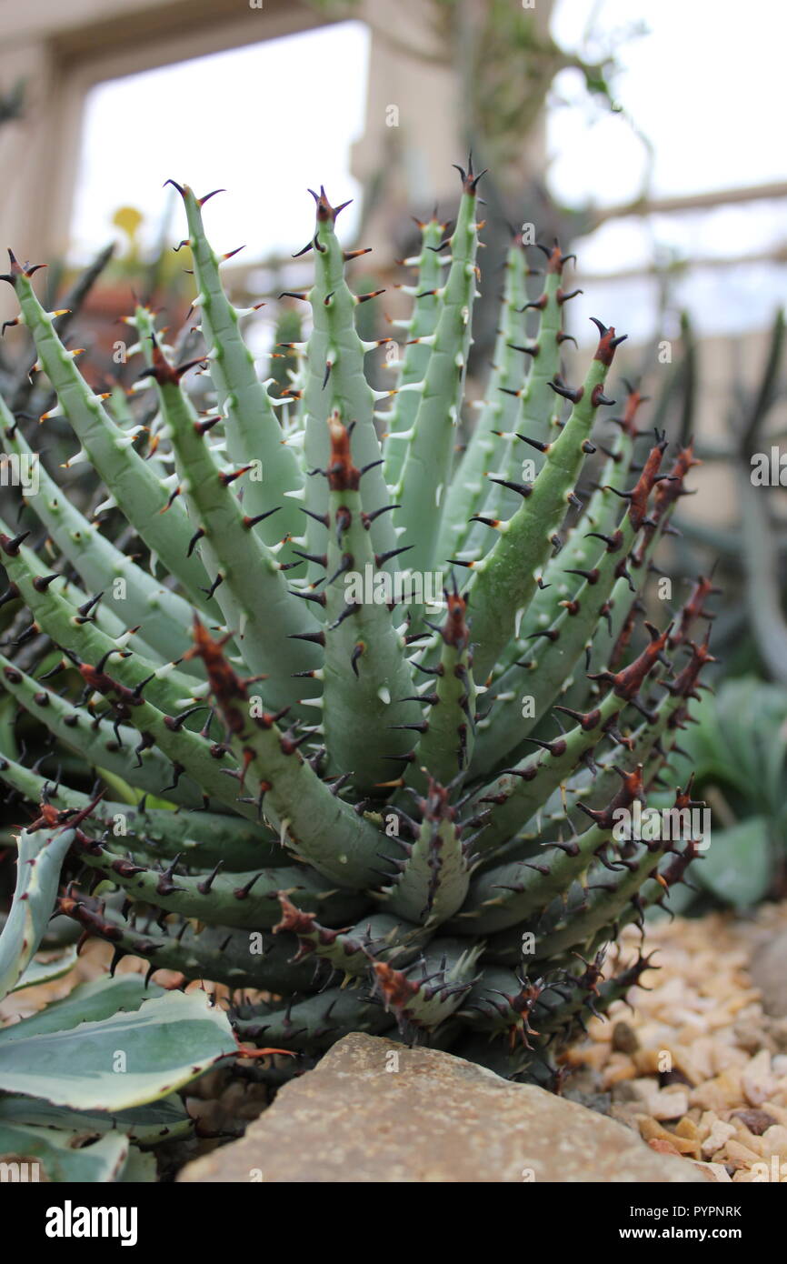 Spiny Aloe Vera succulent desert plant growing in the desert garden ...