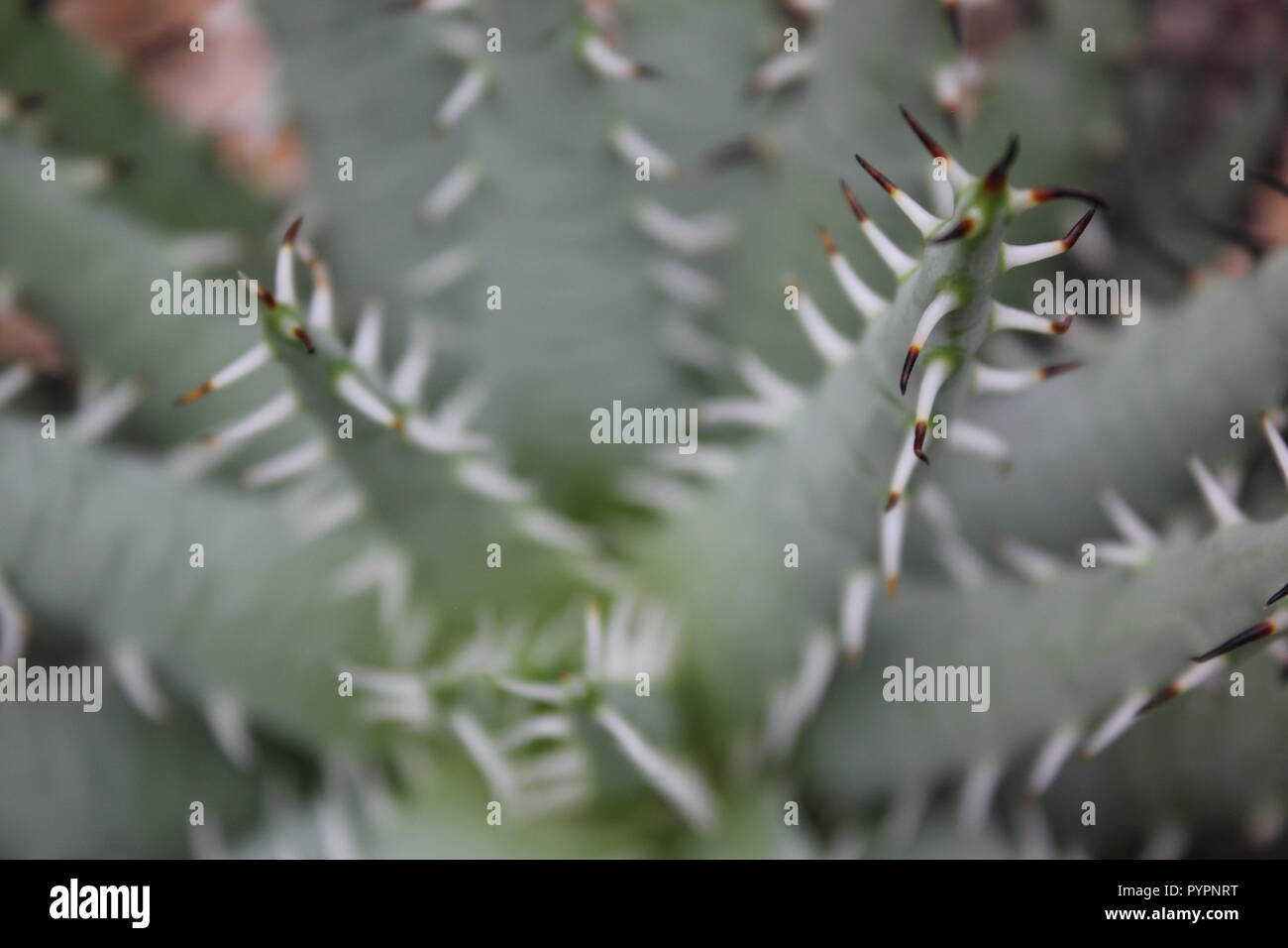Spiny Desert High Resolution Stock Photography and Images - Alamy