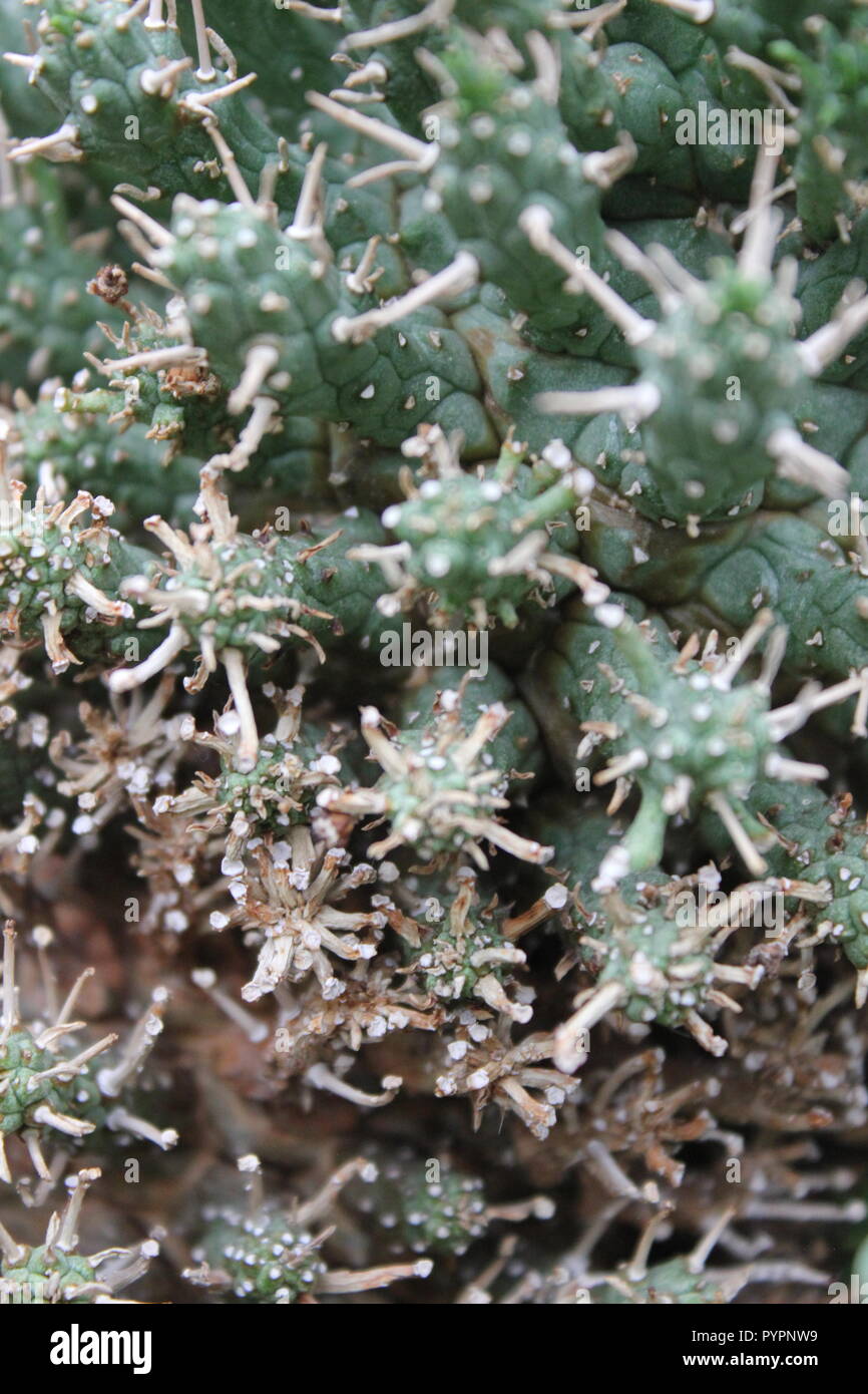 Tubular Growing Cactus High Resolution Stock Photography and Images - Alamy