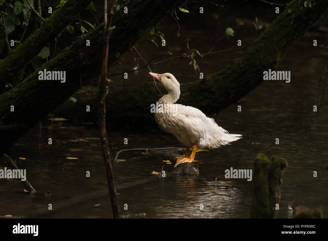 Rain Goose High Resolution Stock Photography and Images - Alamy