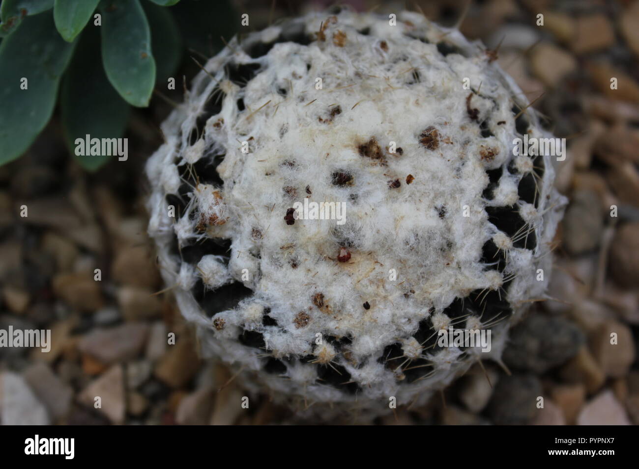 Mammillaria plumosa, feather cactus, cultivated cactus desert plant ...