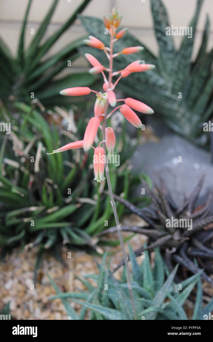 Aloe Vera flower blossoming desert plant growing in the desert garden ...