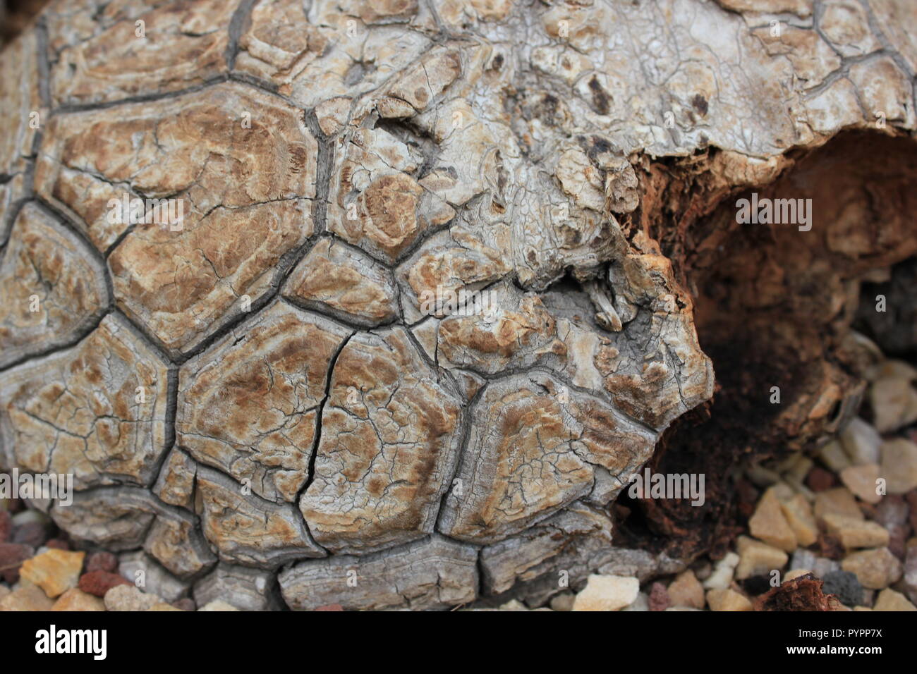 Dioscorea elephantipes, elephant's foot, Hottentot bread, dioscorea ...