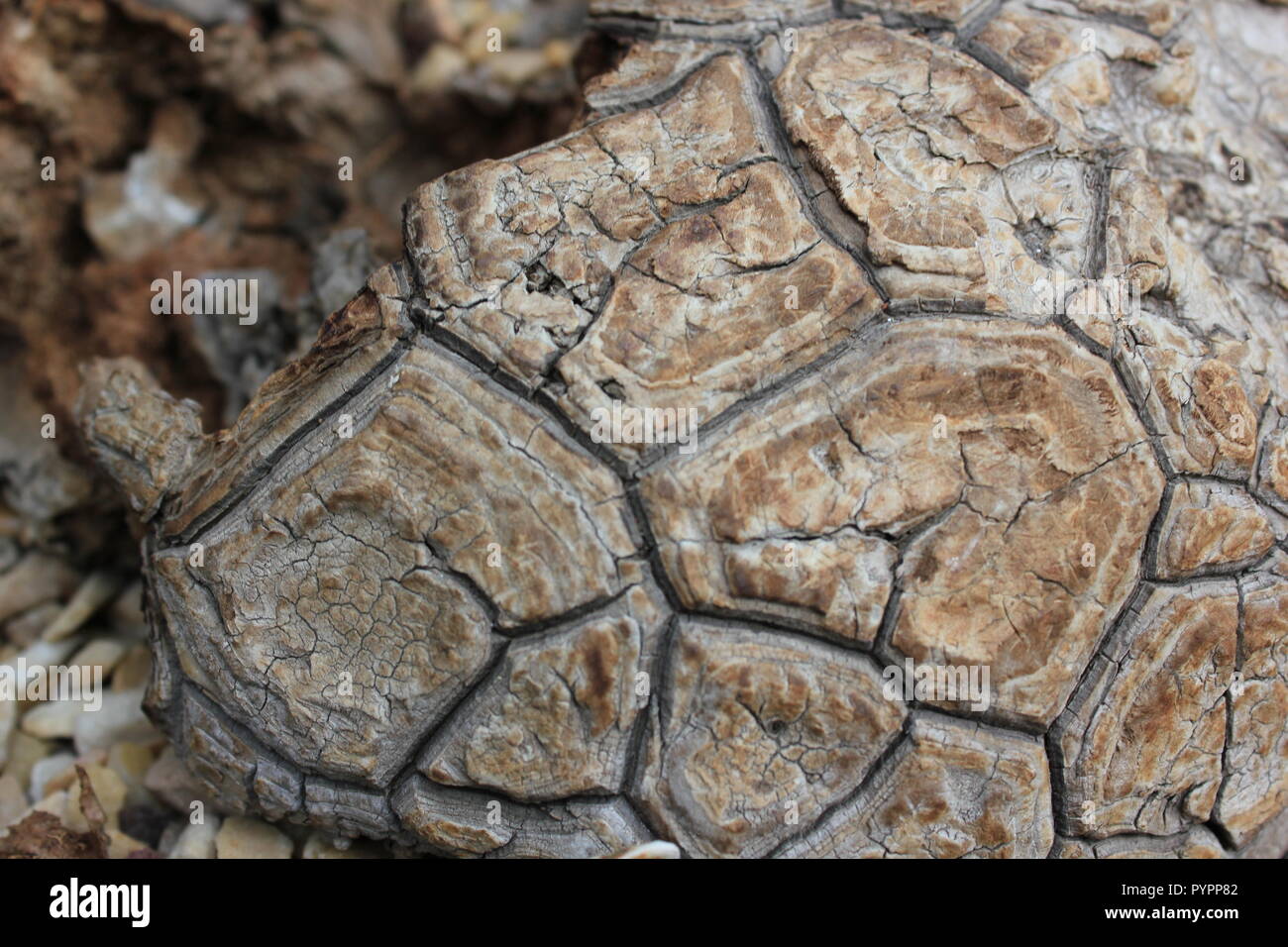 Dioscorea elephantipes, elephant's foot, Hottentot bread, dioscorea ...