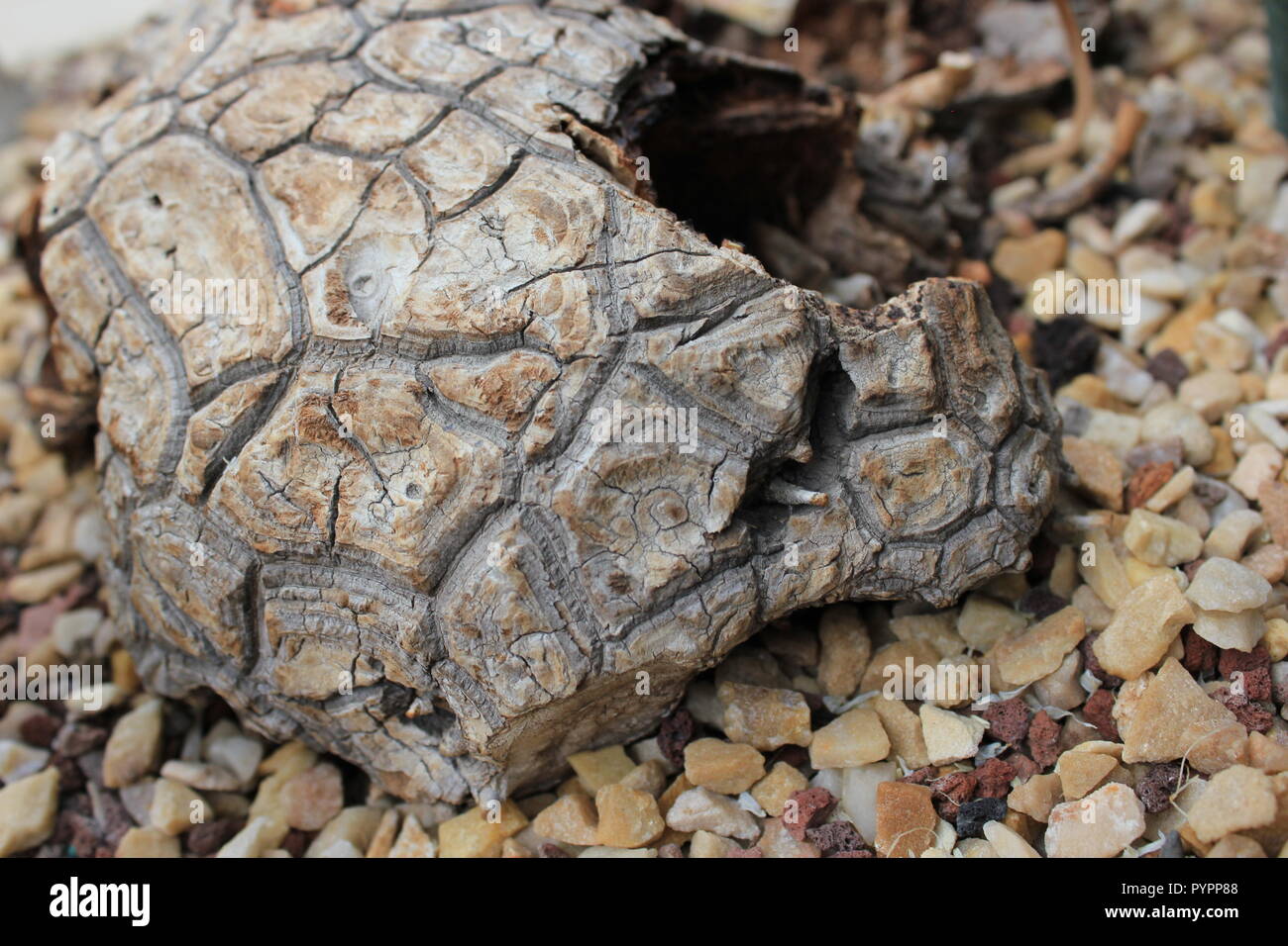 Dioscorea elephantipes, elephant's foot, Hottentot bread, dioscorea ...