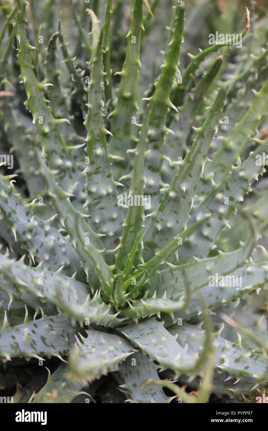 Spiky Aloe Stock Photos & Spiky Aloe Stock Images - Alamy