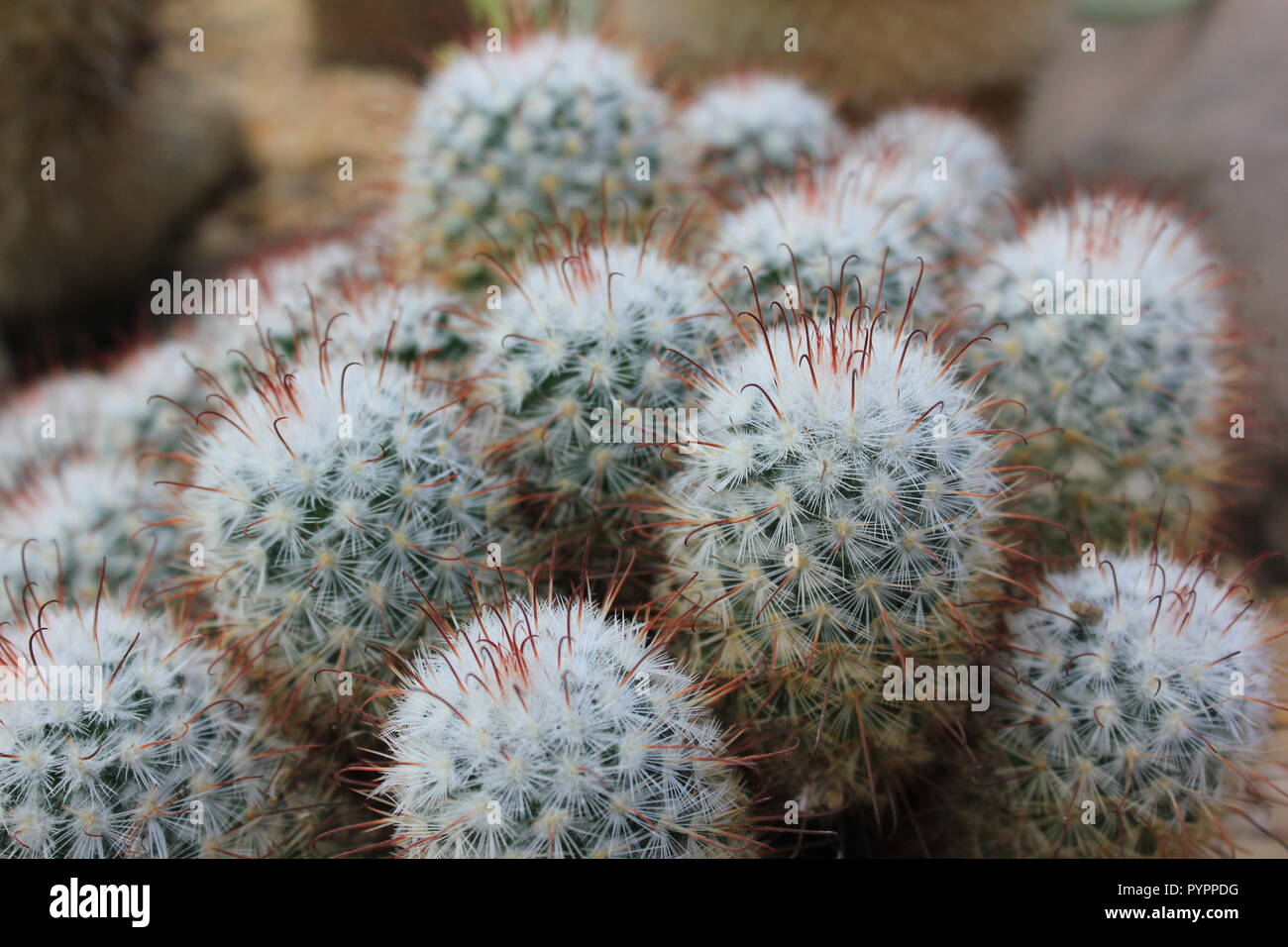 Cluster of Mexican Mammillaria geminispina, twin spined cactus ...
