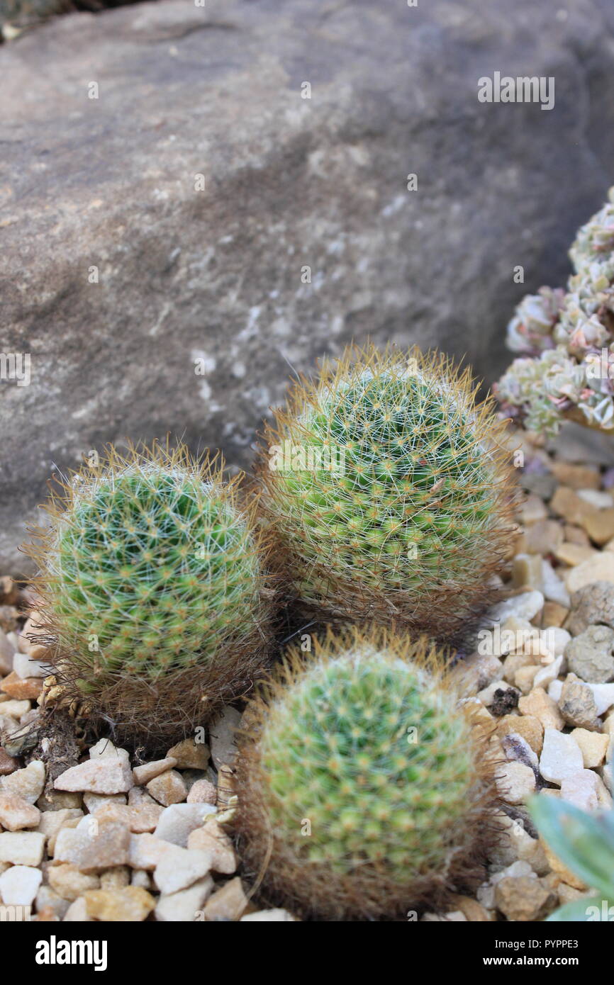 Cluster of baby Mexican Mammillaria geminispina, twin spined cactus ...