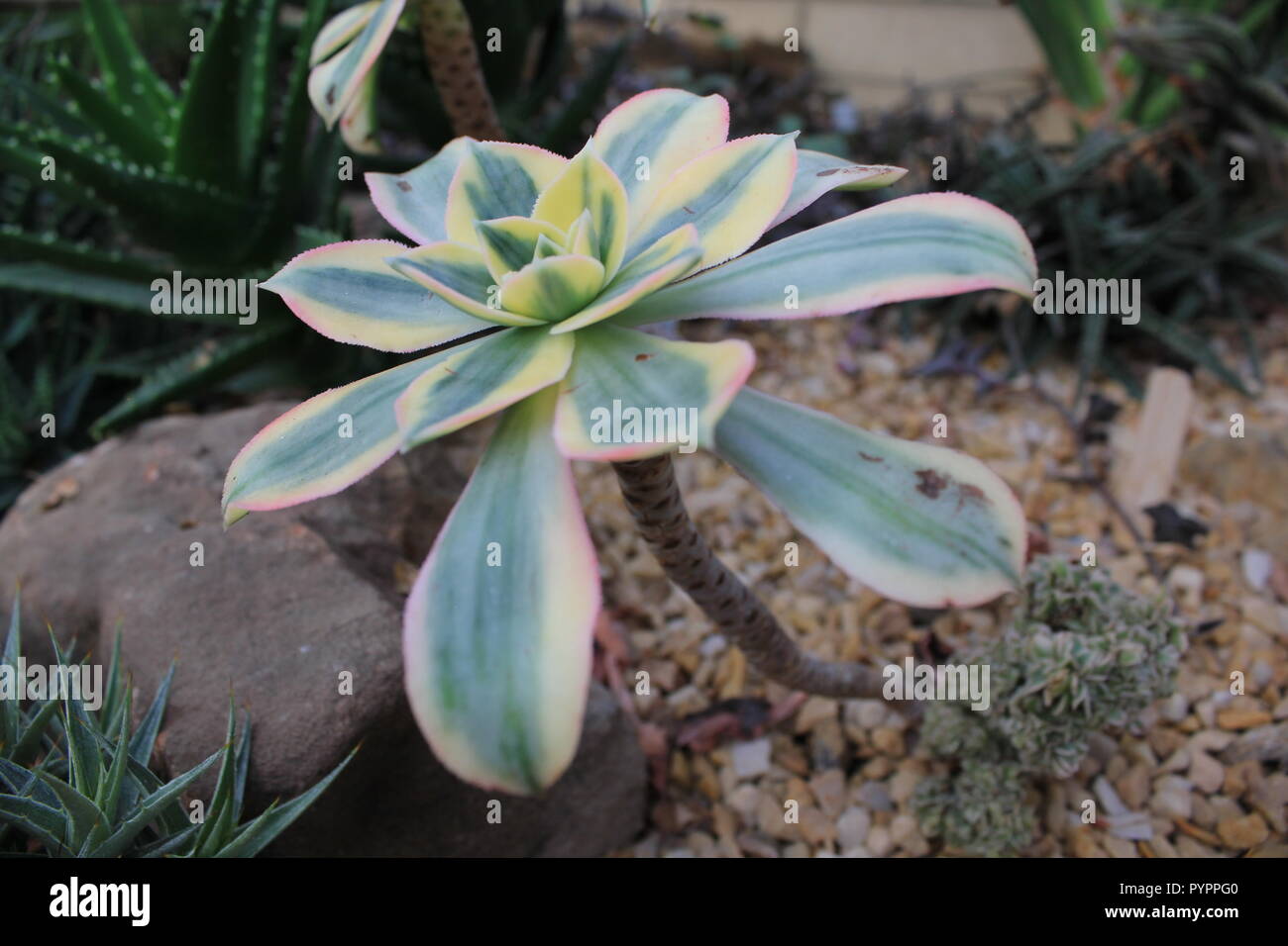 Aeonium sunburst, sun aeonium, selenium arboreum, copper pinwheel ...
