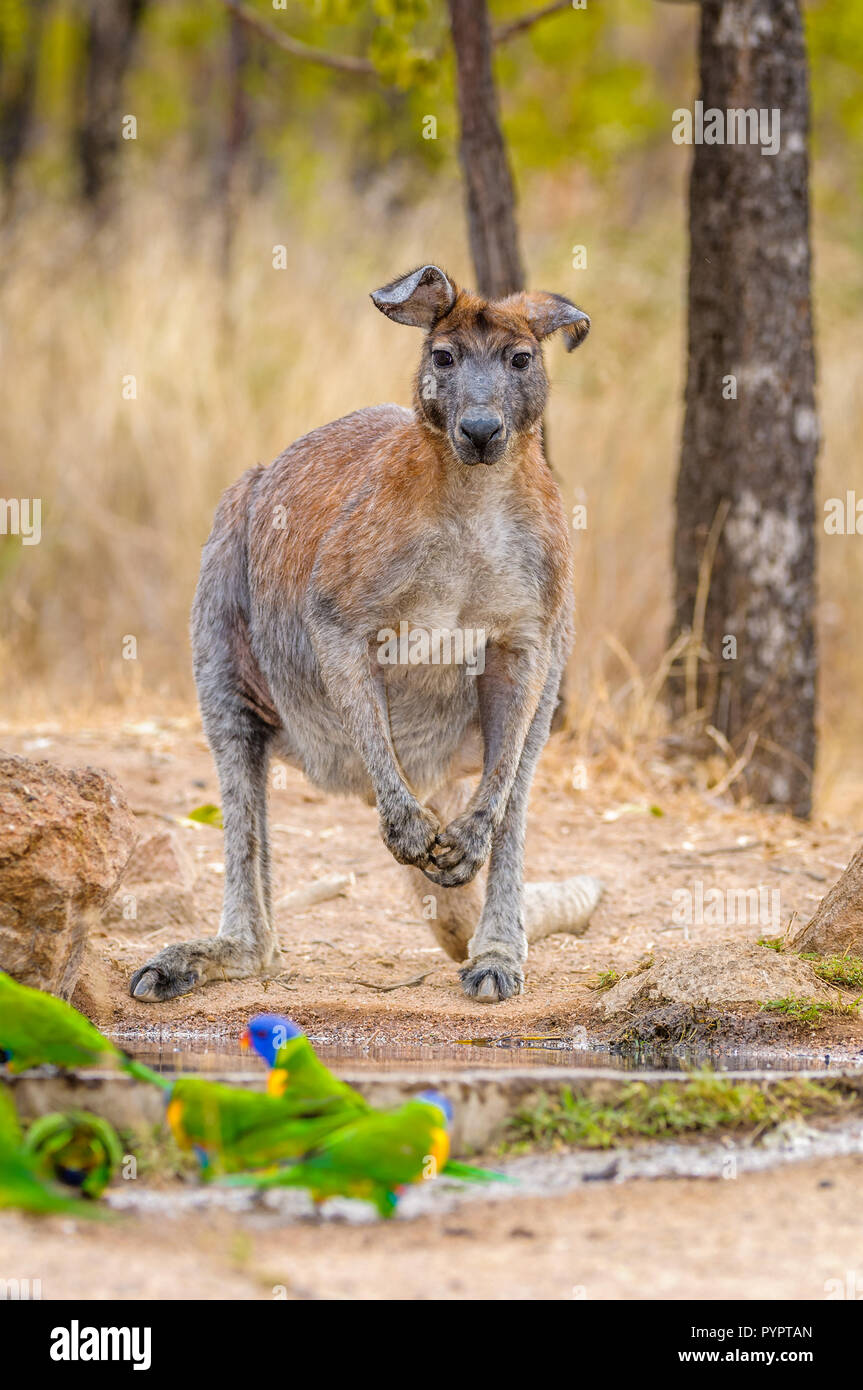 The old warrior, male, Black Wallaroo ears bent over with the weight of ...