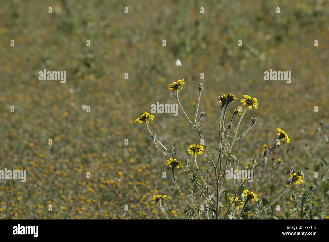 Little butterfly flying off a wild sunflower meadow Stock Photo - Alamy
