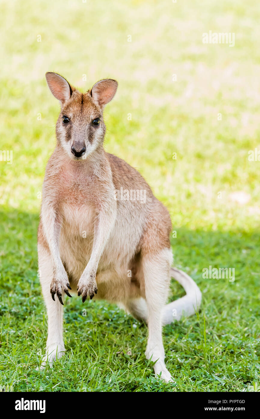 Healthy wallaby hi-res stock photography and images - Alamy
