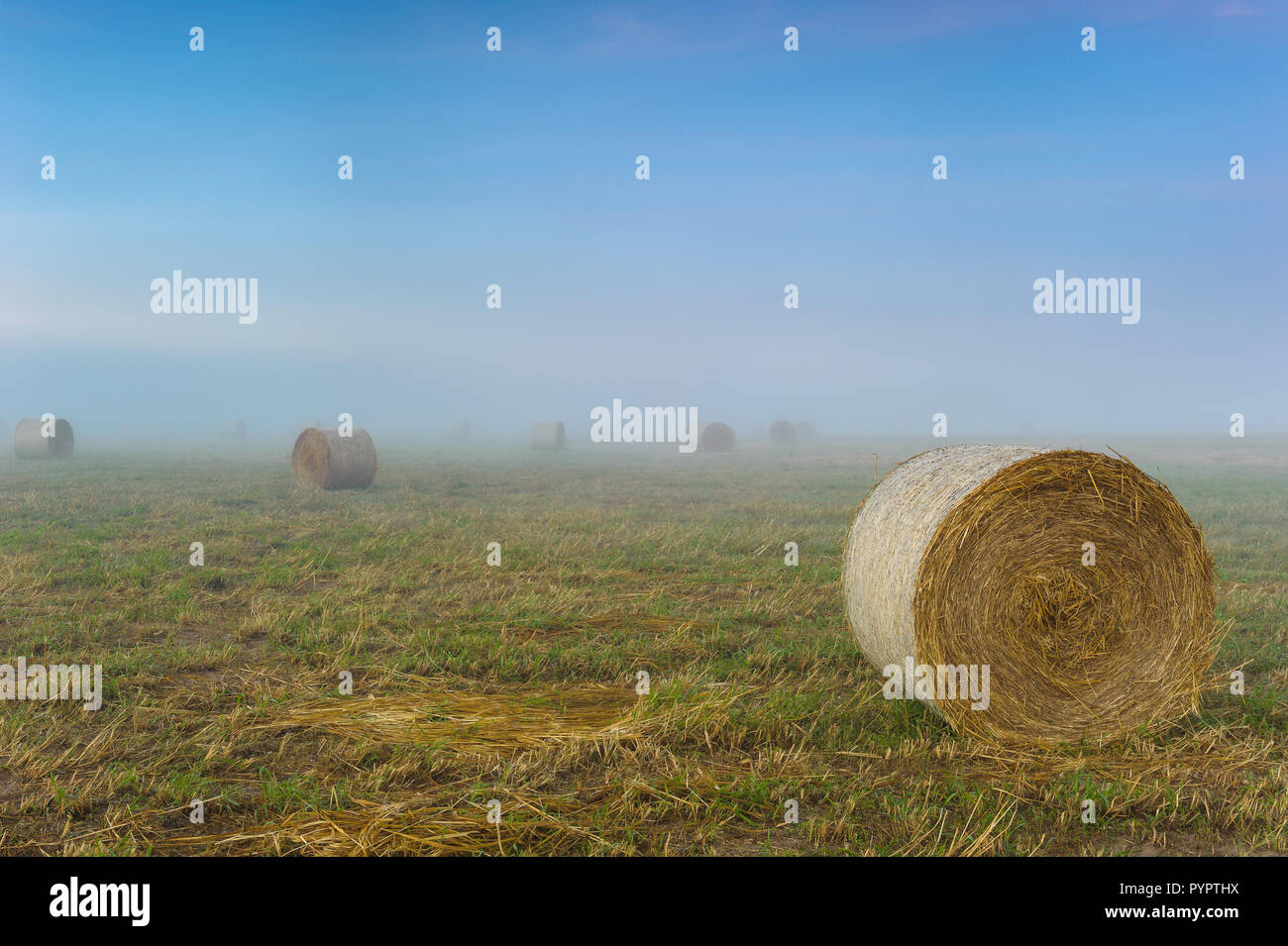 Rolled hay bales on a fog shrouded hay field in Mareeba, Queensland ...