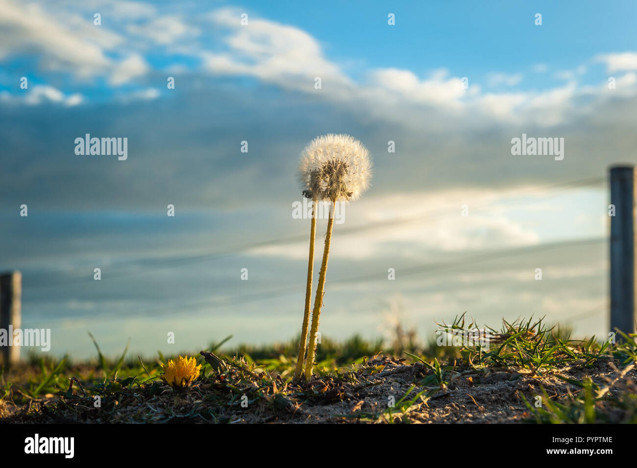 Slender dandelion stalks hi-res stock photography and images - Alamy