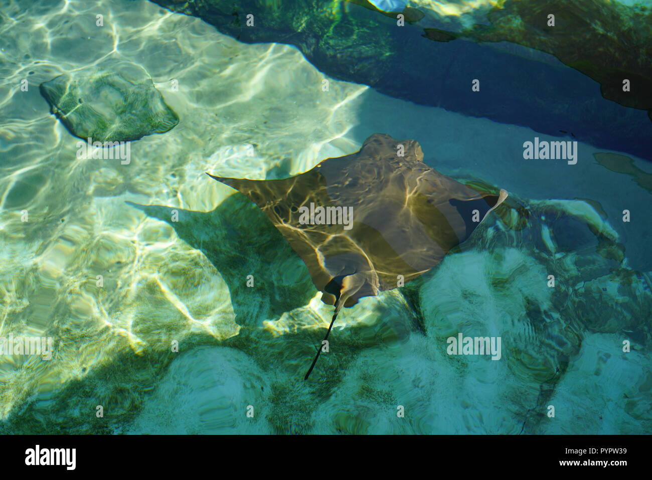 Stingray wave hi-res stock photography and images - Alamy