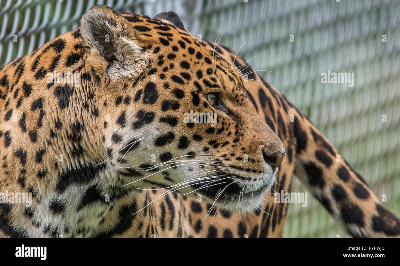 Snow leopard sitting hi-res stock photography and images - Alamy