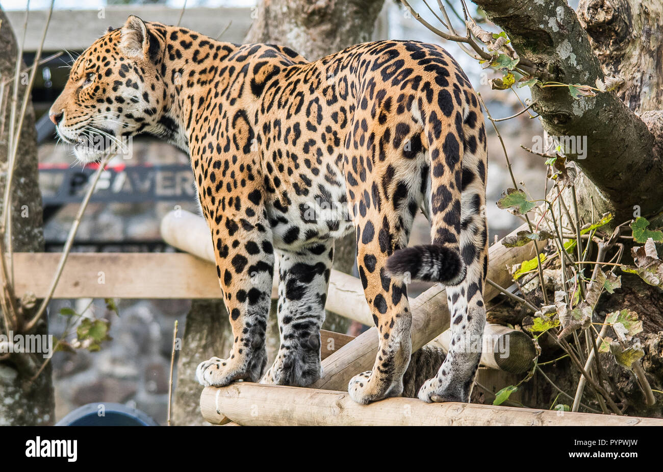 Leopard walking around and sitting Stock Photo - Alamy