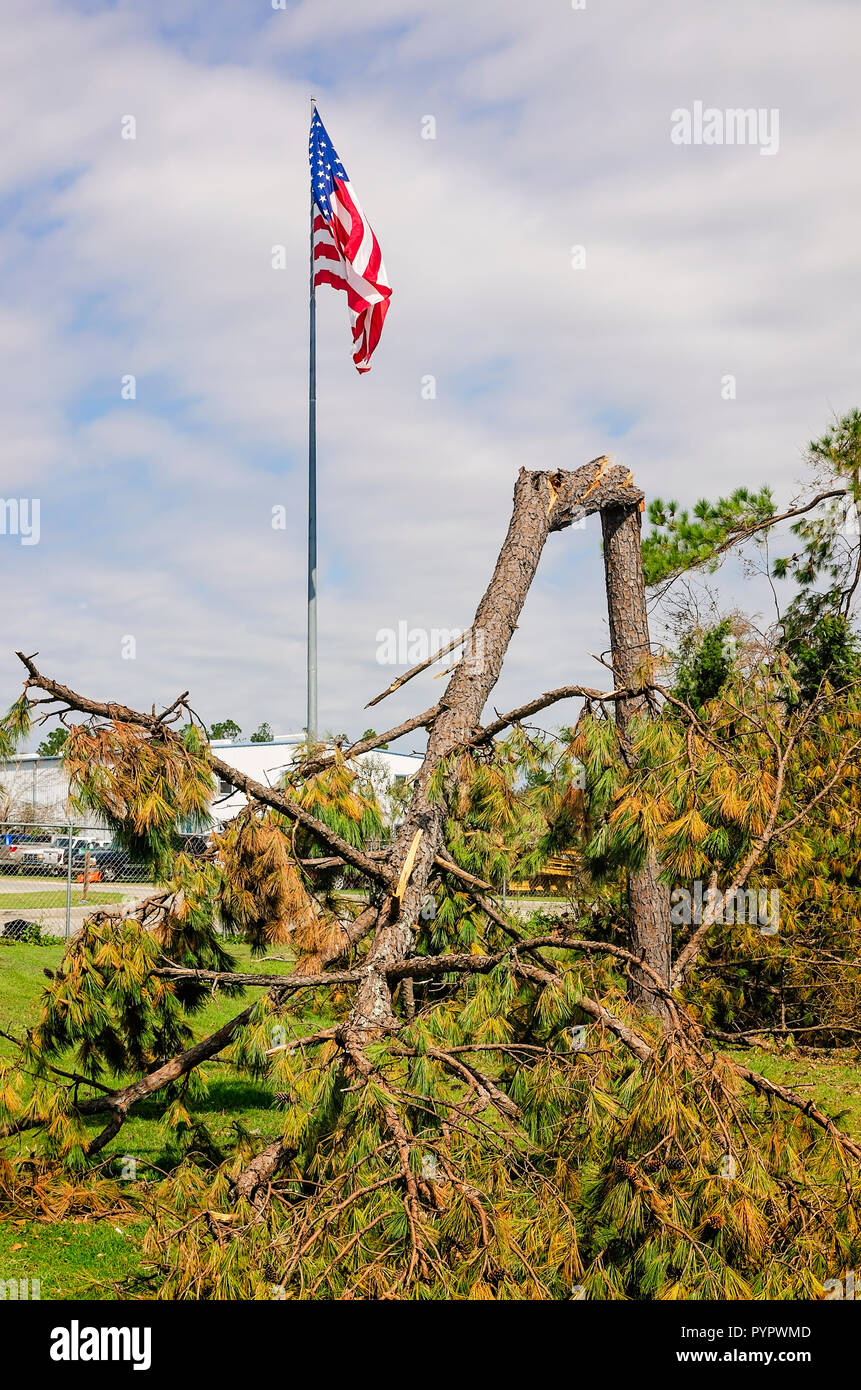 American flag tree hi-res stock photography and images - Alamy