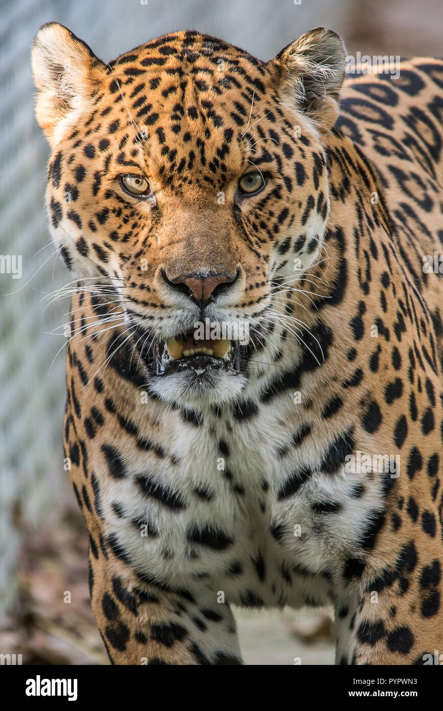 Leopard walking around and sitting Stock Photo - Alamy