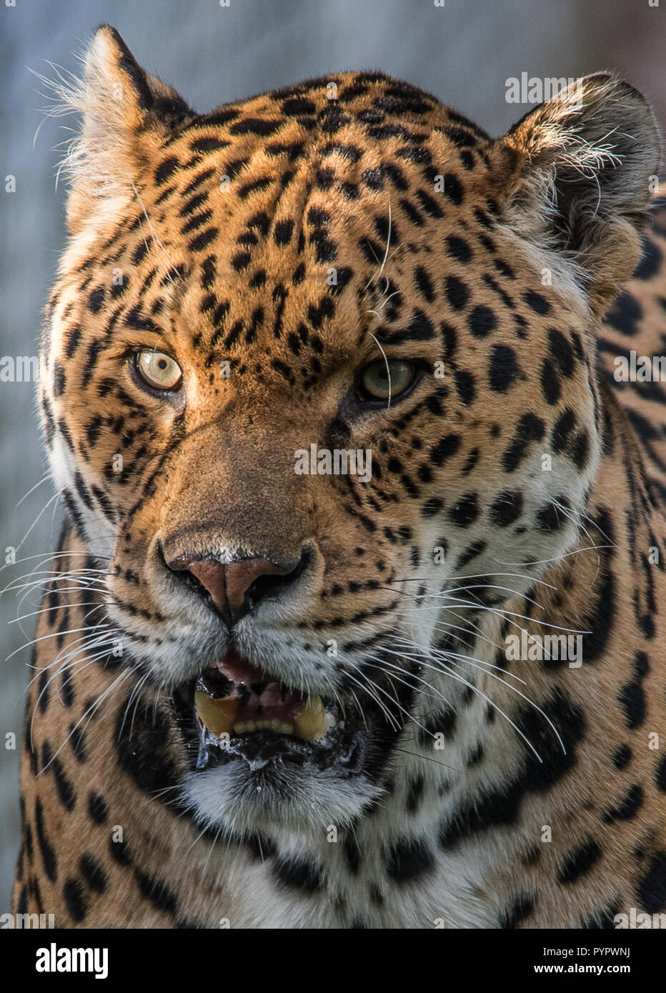 Leopard walking around and sitting Stock Photo - Alamy