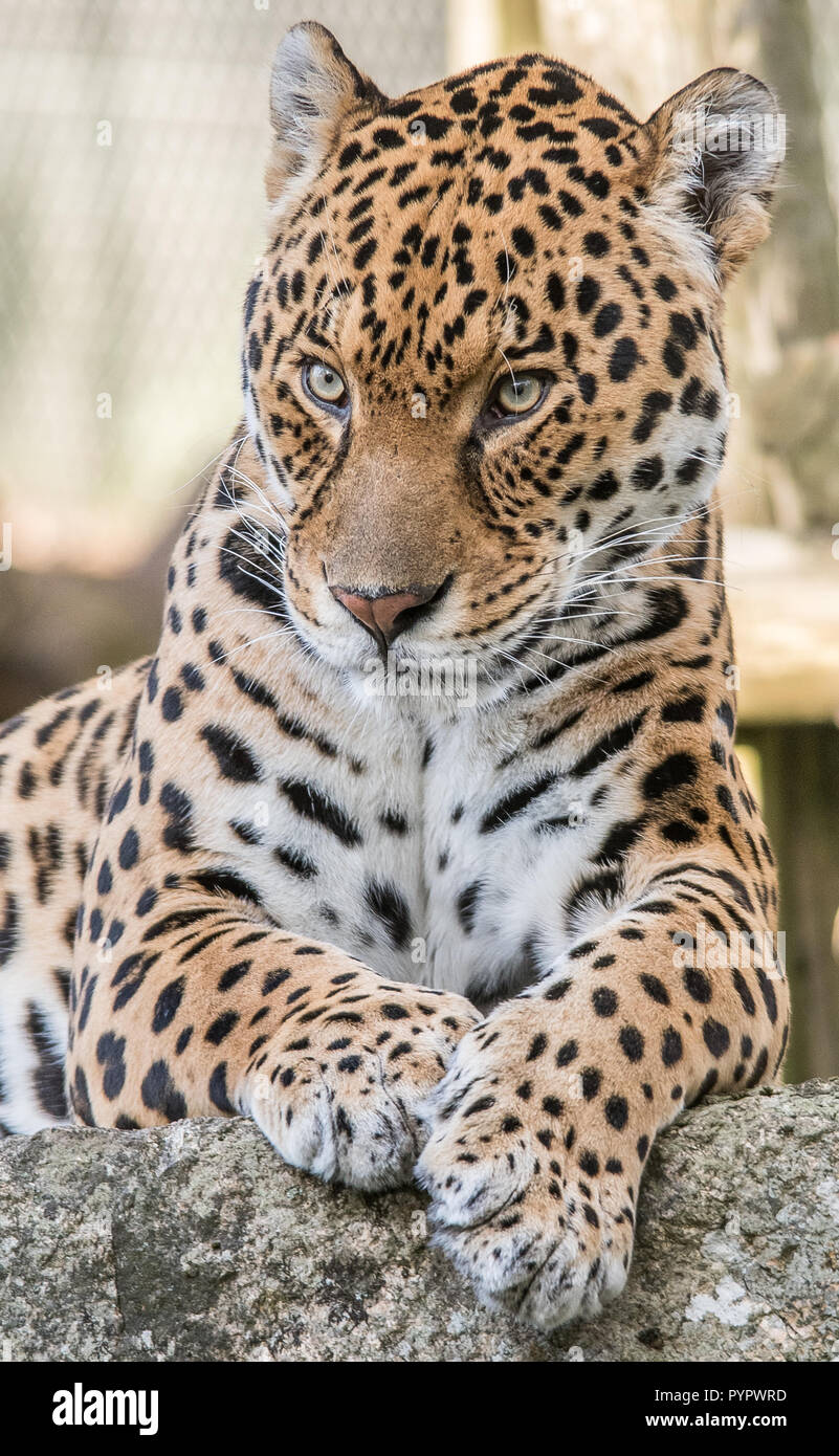 Leopard walking around and sitting Stock Photo - Alamy