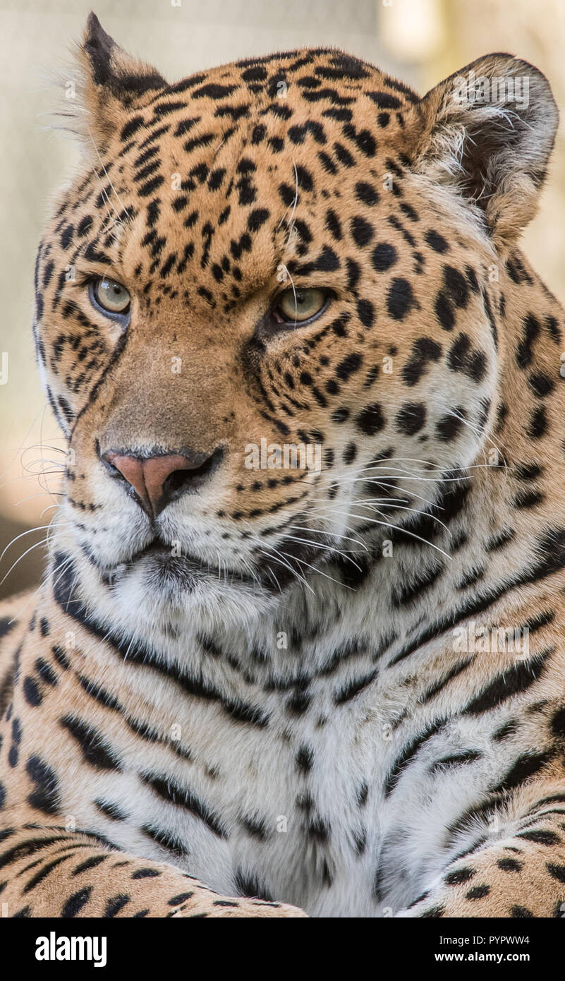 Leopard walking around and sitting Stock Photo - Alamy