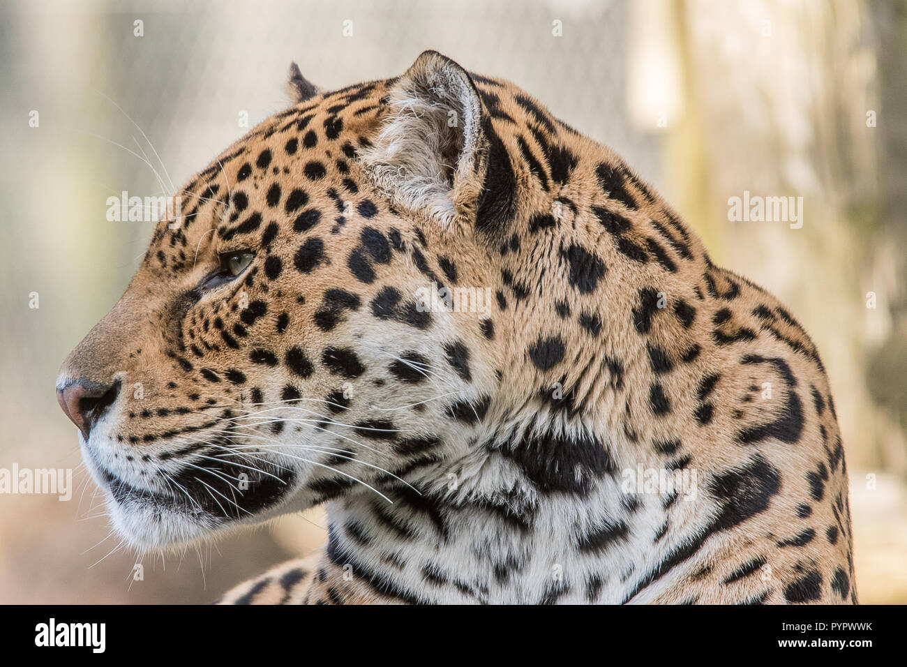 Leopard walking around and sitting Stock Photo - Alamy