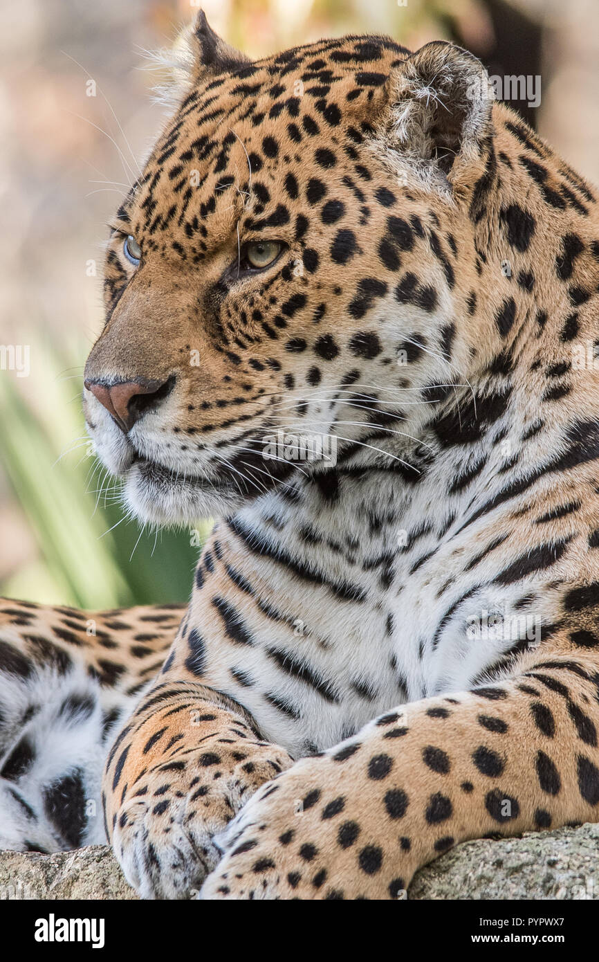 Leopard walking around and sitting Stock Photo - Alamy