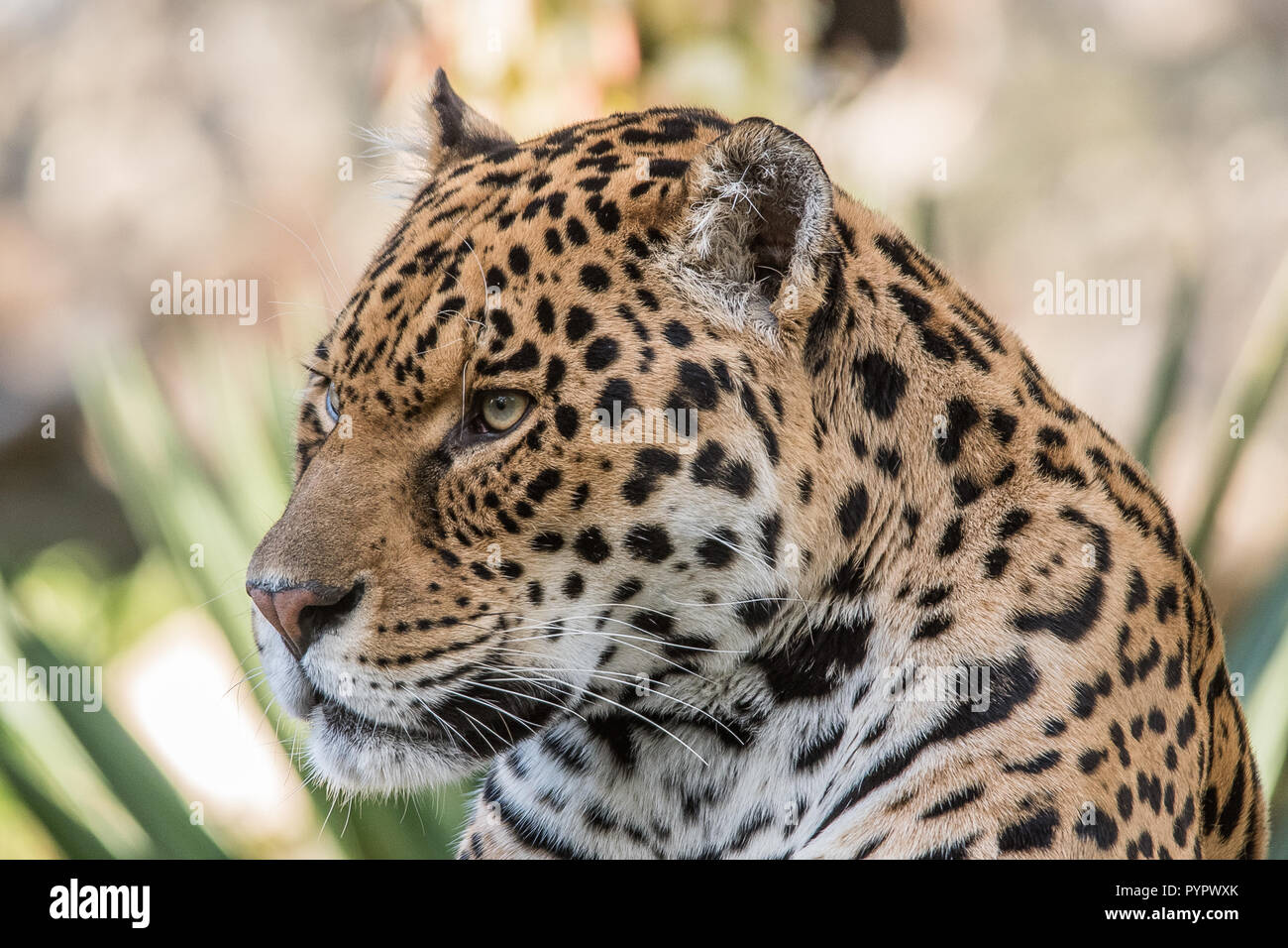 Leopard walking around and sitting Stock Photo - Alamy