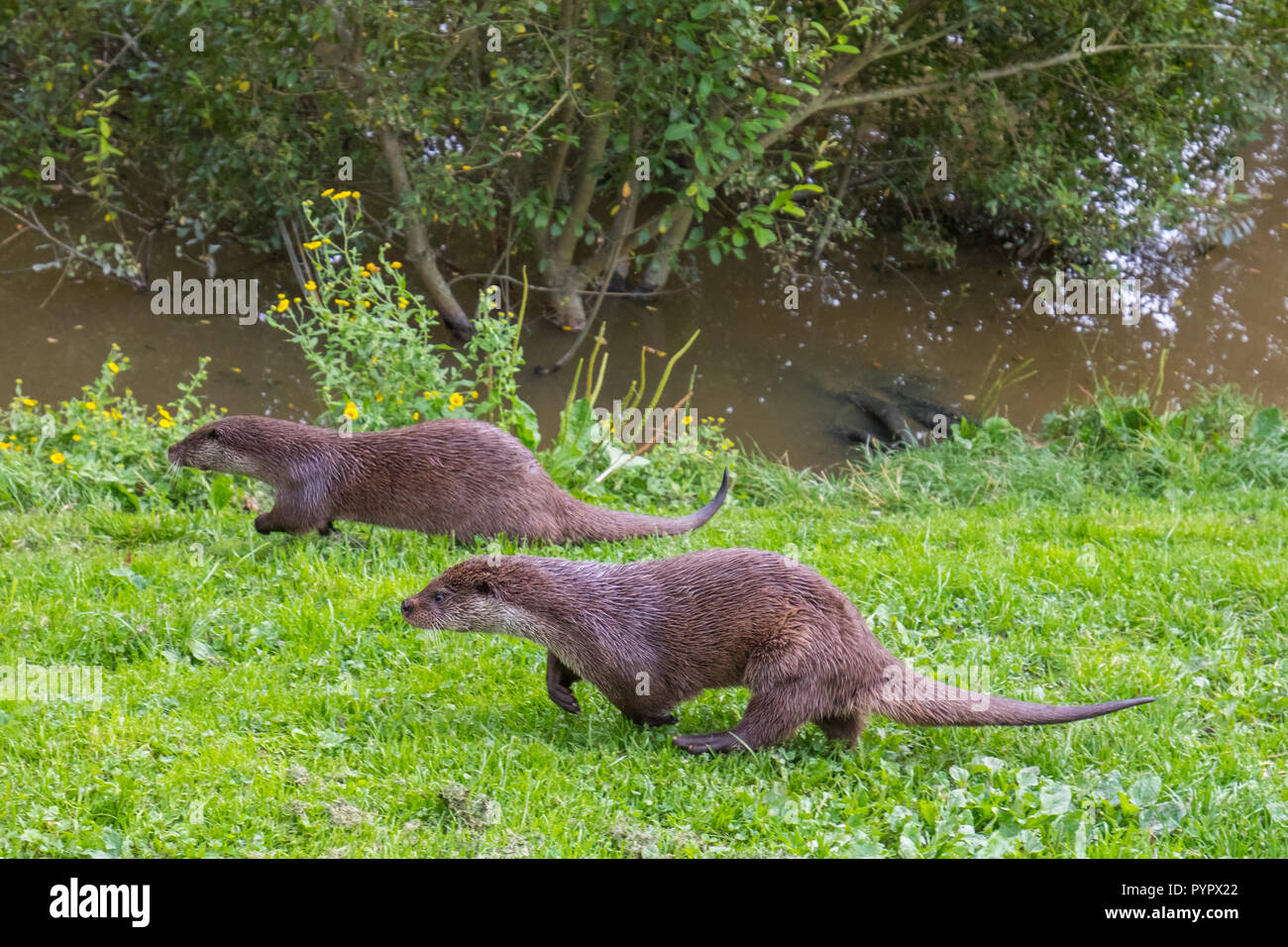 Otter Family on Grass Bank Stock Photo - Alamy