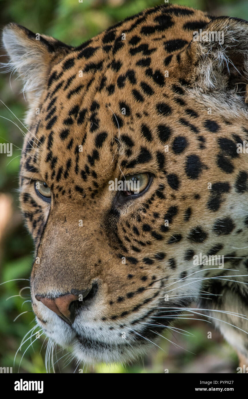 Leopard walking around and sitting Stock Photo - Alamy