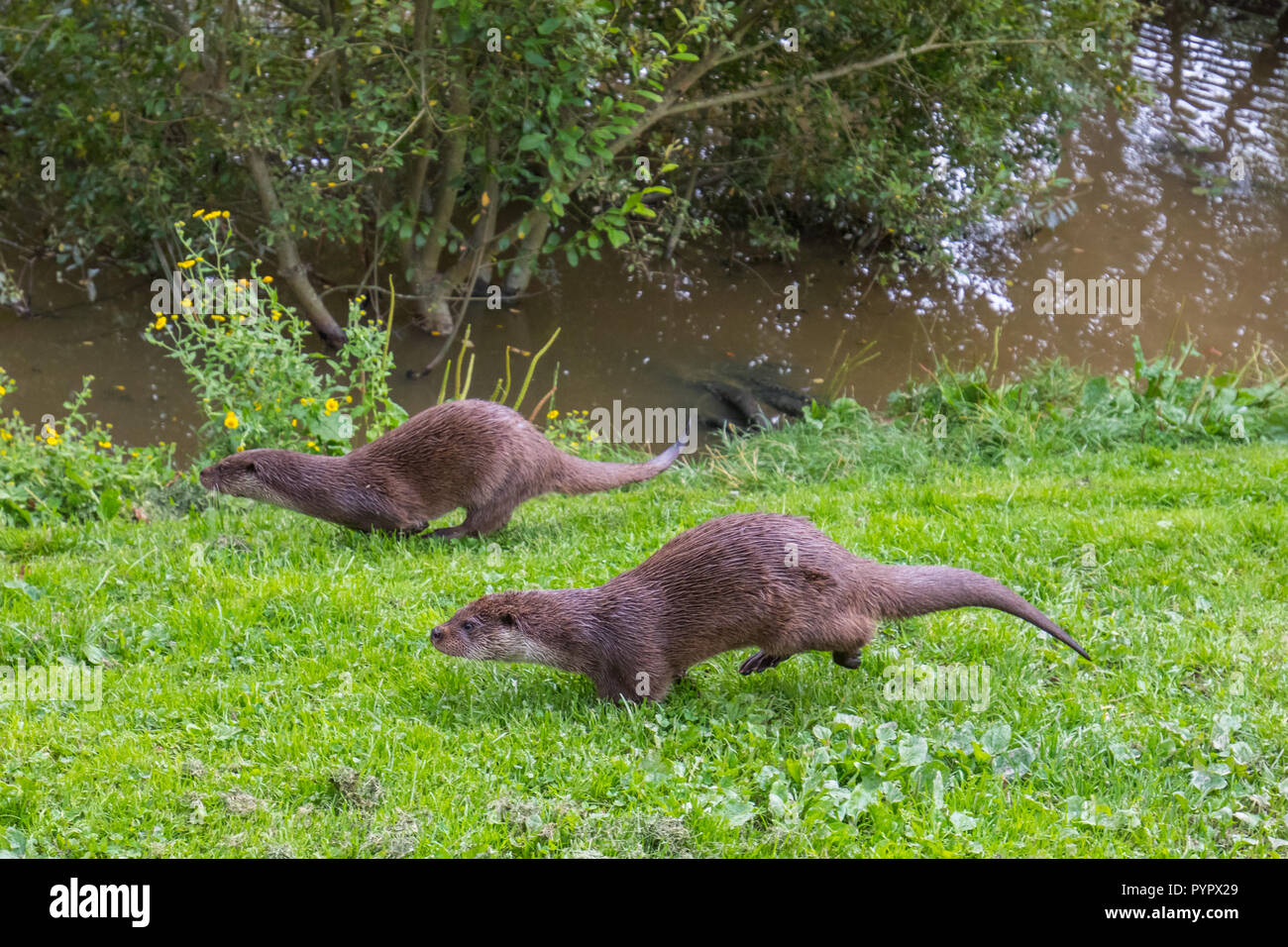 Eurasian otter habitat hi-res stock photography and images - Alamy