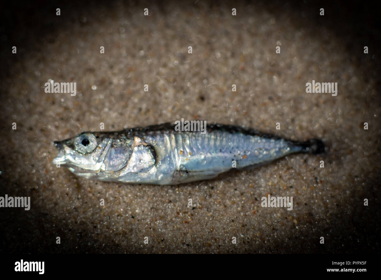 Dead fish eyes hi-res stock photography and images - Alamy