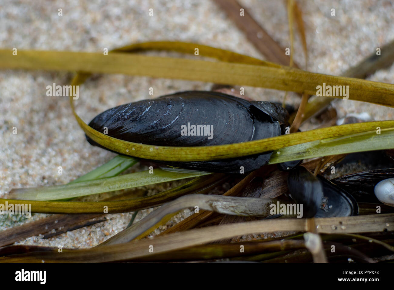 Blue_mussels hi-res stock photography and images - Alamy