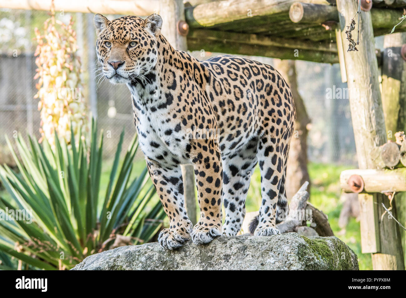 Leopard walking around and sitting Stock Photo - Alamy